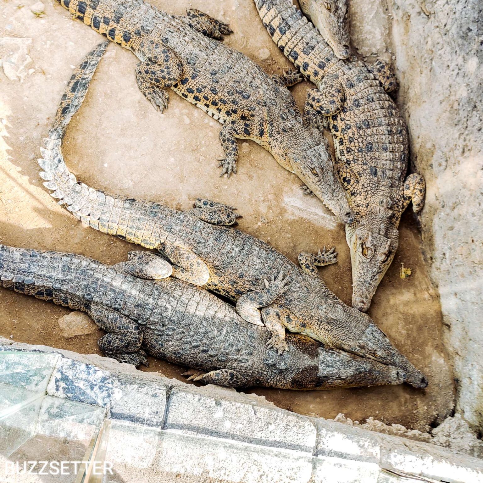 Clark Safari And Adventure Park: The NEWEST Tourist Spot In Pampanga ...