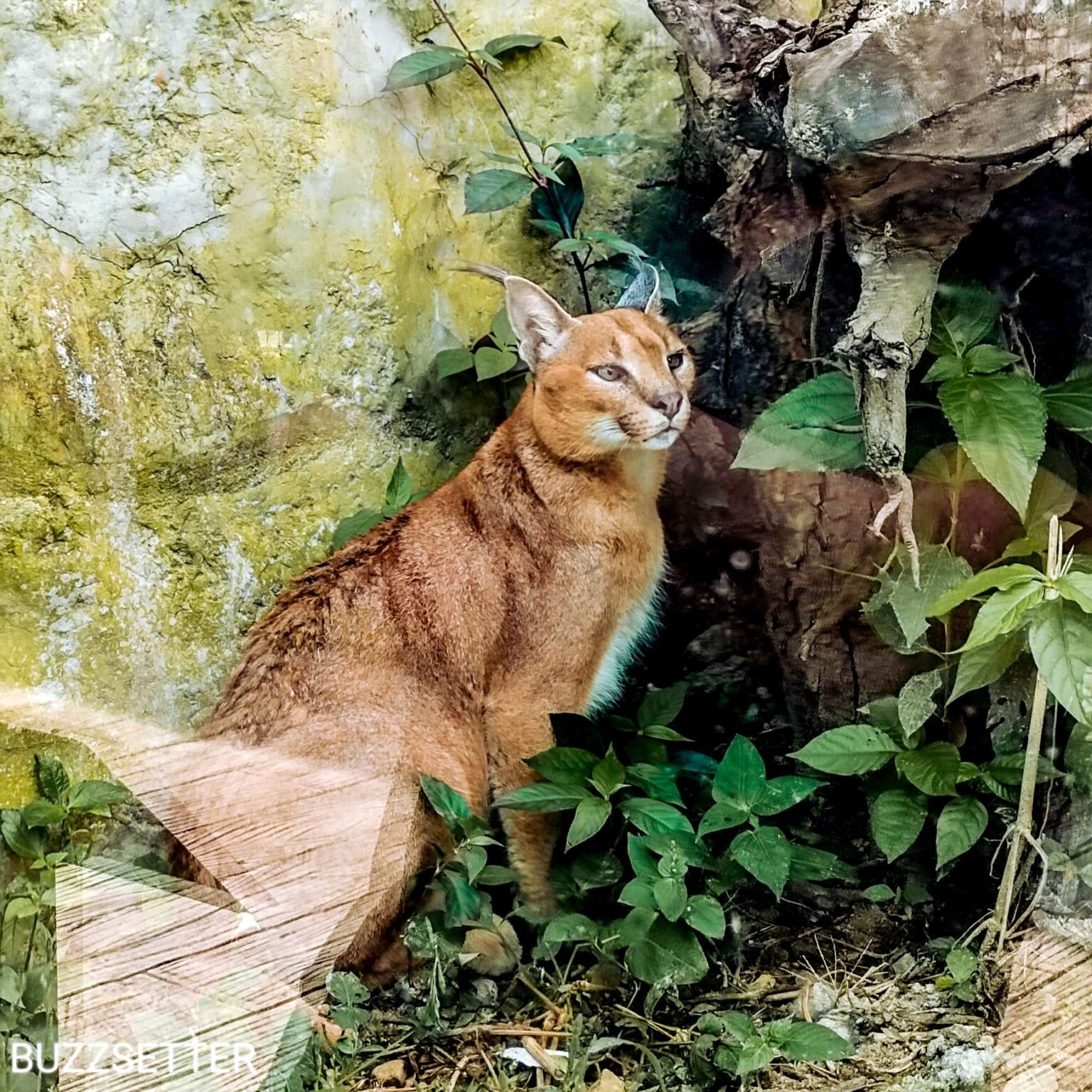 Clark Safari And Adventure Park: The NEWEST Tourist Spot In Pampanga ...