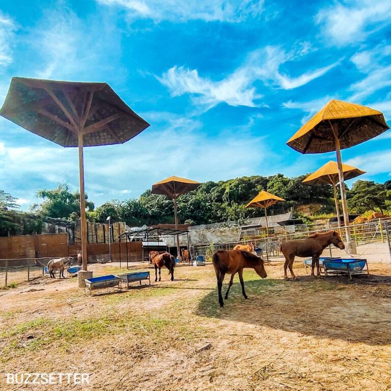 Clark Safari And Adventure Park: The NEWEST Tourist Spot In Pampanga ...